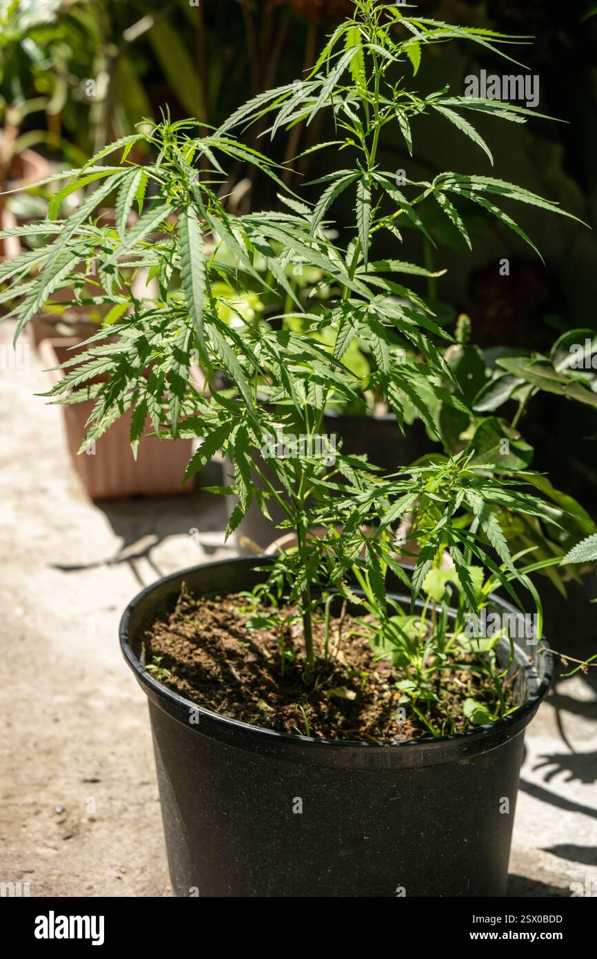 Domestically grown cannabis plant, Dominica Stock Photo - Alamy