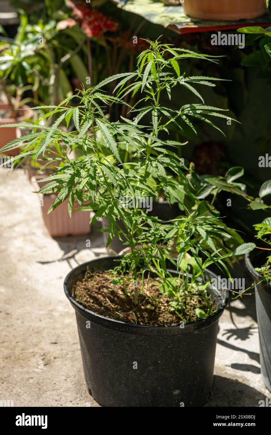 Landrace strains hi-res stock photography and images - Alamy