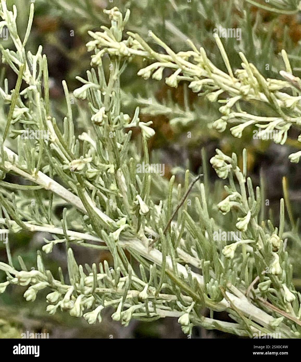 California sagebrush (Artemisia californica), Plantae, California Sea ...