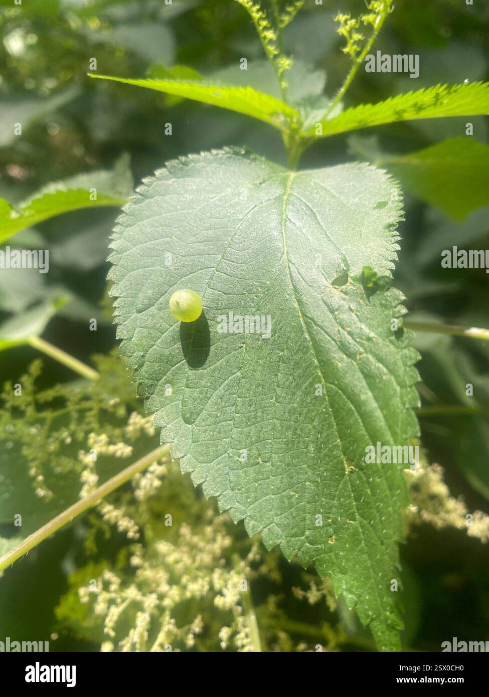 Wood Nettle Gall Midge (Dasineura investita), Insecta, 11th St S, Fargo ...