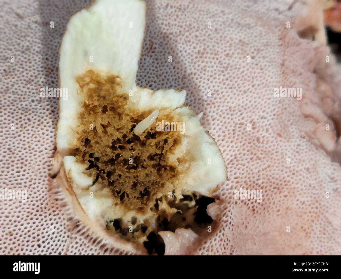 Winged and Once-winged Insects (Pterygota), Insecta, Hightown, VA 24465 ...