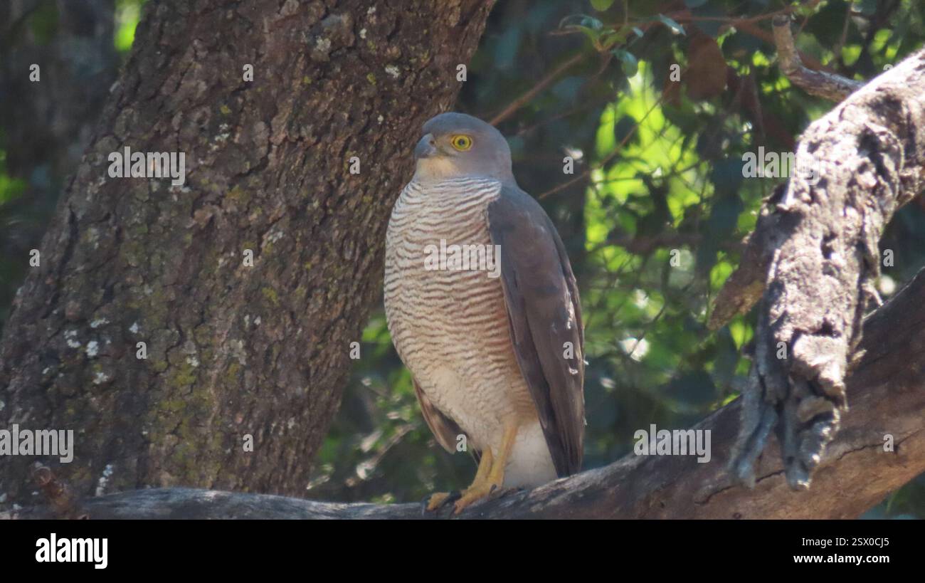 African Goshawk (Aerospiza tachiro), Aves, Thaba Chweu Local ...