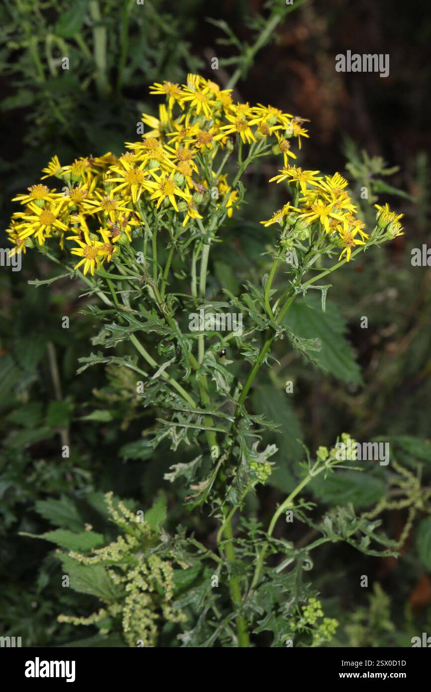 ragwort (Jacobaea vulgaris), Plantae, Sefton Park, Mossley Hill Drive ...