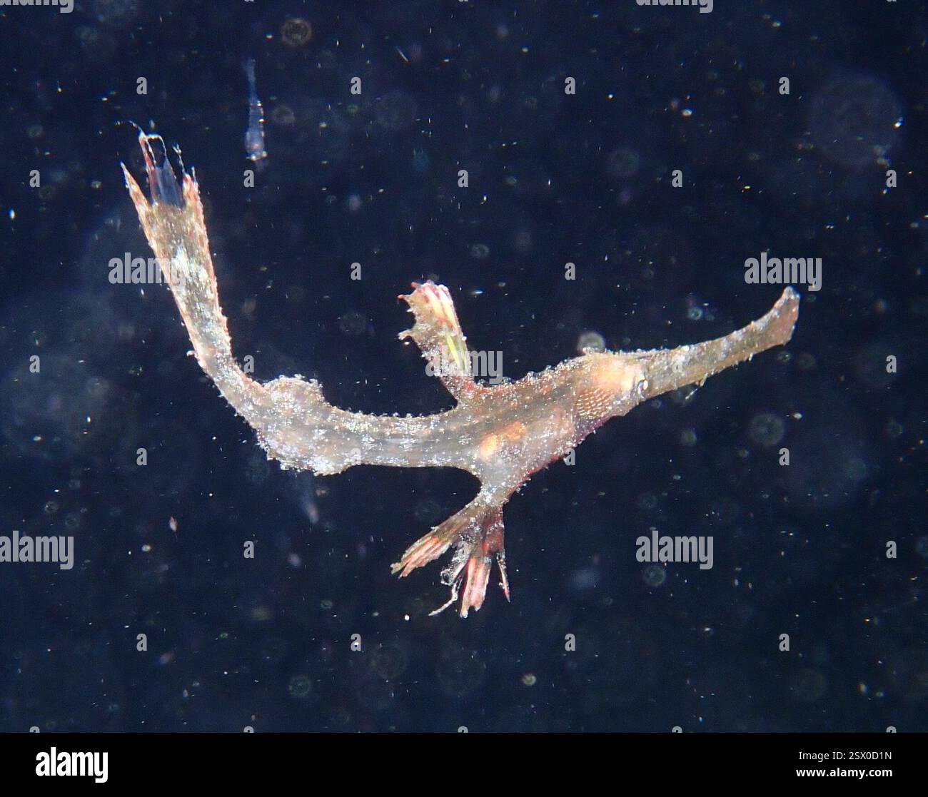 Thin Ghost Pipefish (Solenostomus leptosoma), Actinopterygii, Dibab ...