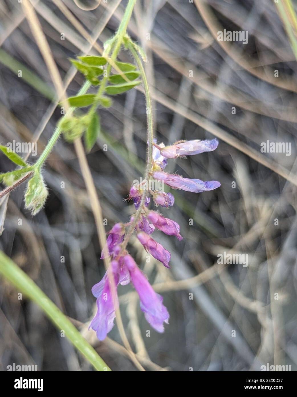Shaggy Vetch (Vicia villosa villosa), Plantae, Lillooet, BC, Canada ...