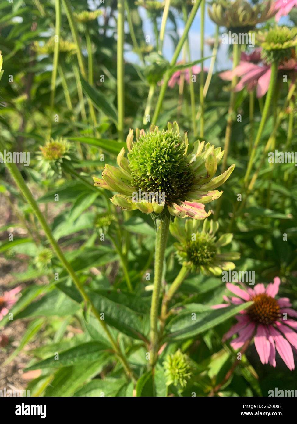 aster yellows phytoplasma (Phytoplasma asteris), , The Arboretum State ...