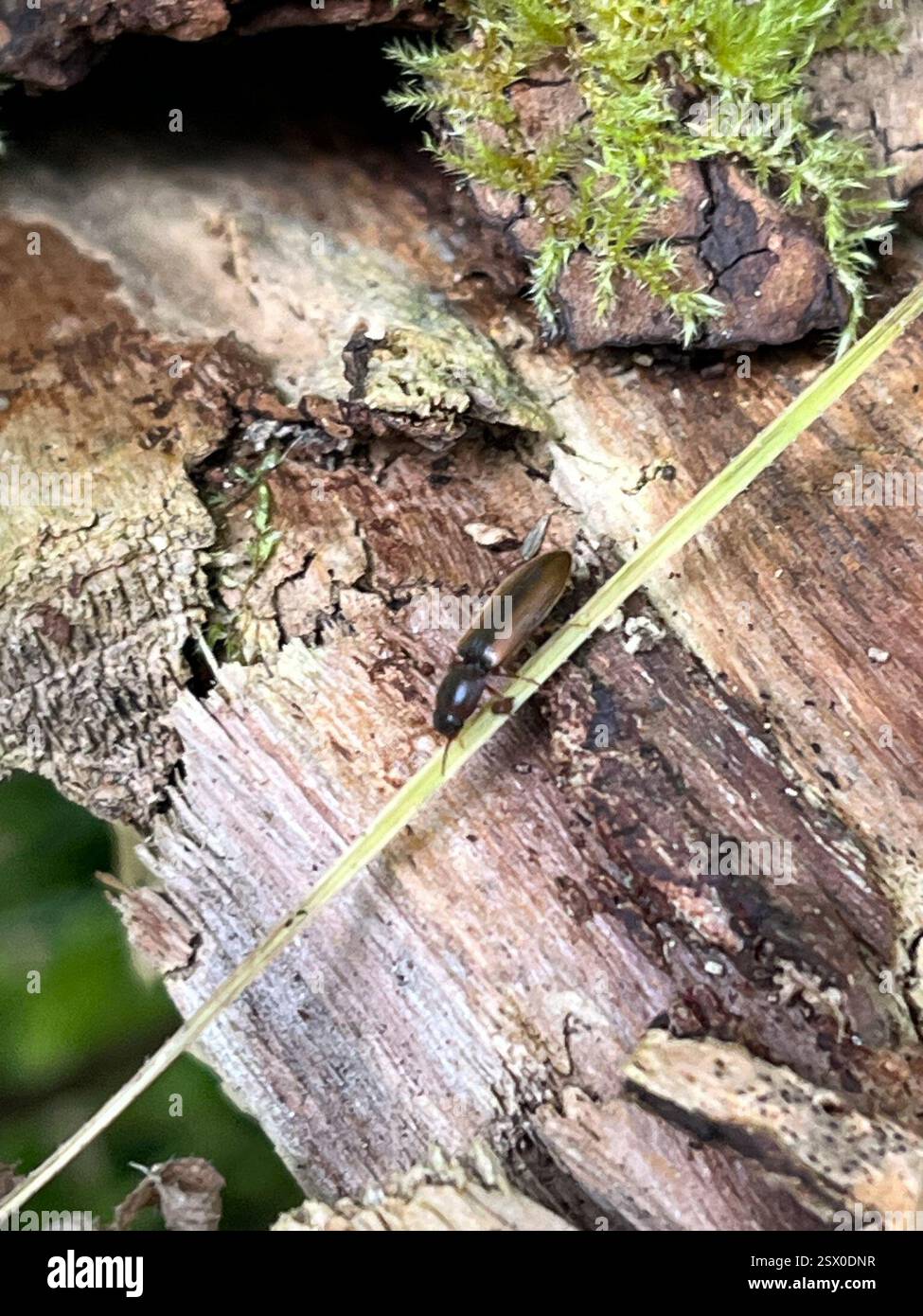 margined click beetle (Dalopius marginatus), Insecta, Aird and Loch ...