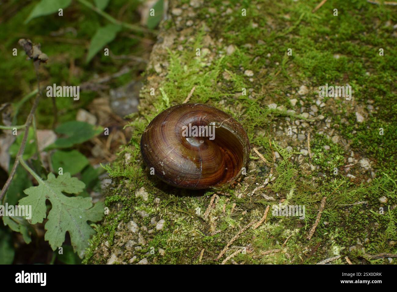 (Camaena inflata), Mollusca, 中国贵州省贵阳市云岩区 Stock Photo - Alamy