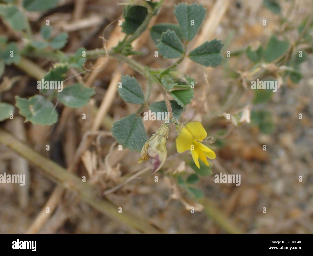shore medick (Medicago littoralis), Plantae, 64600 Anglet, France ...