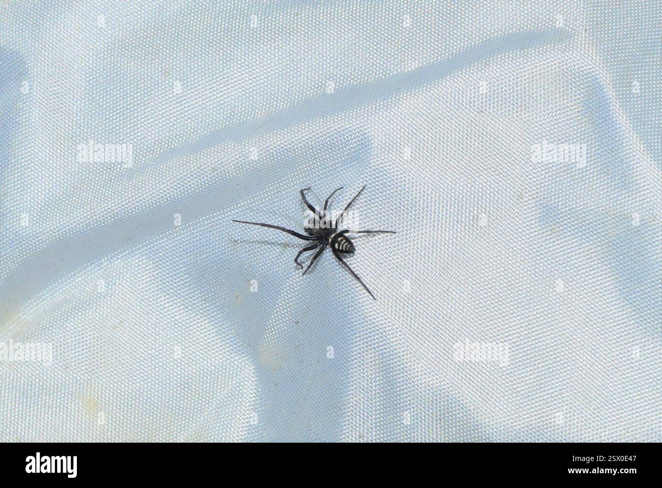 Ground and Ant-mimic Sac Spiders (Corinnidae), Arachnida, 中国浙江省杭州市临安区 ...