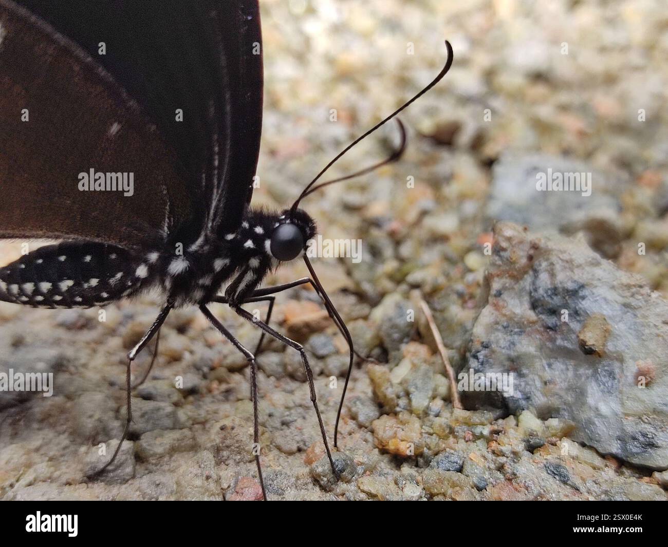 Malabar Raven Butterfly (Papilio dravidarum), Insecta, Kumplampoika ...