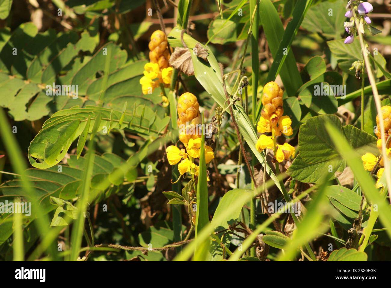 reticulate senna (Senna reticulata), Plantae, Puerto Maldonado, Peru ...