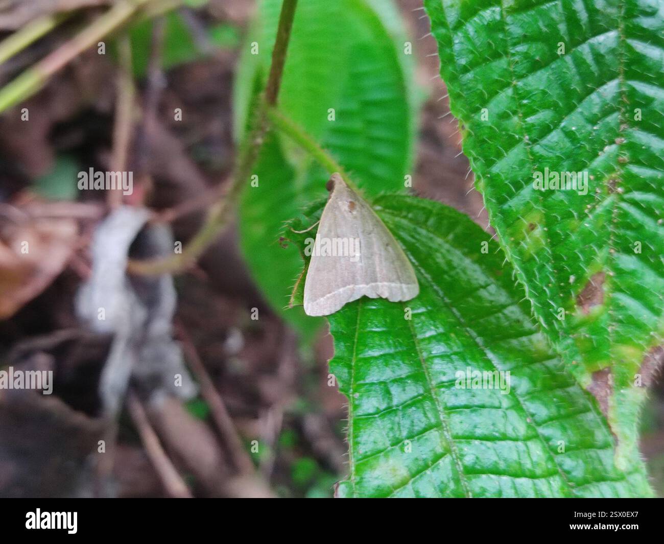 Litter Moths (Herminiinae), Insecta, Kerala, India Stock Photo - Alamy