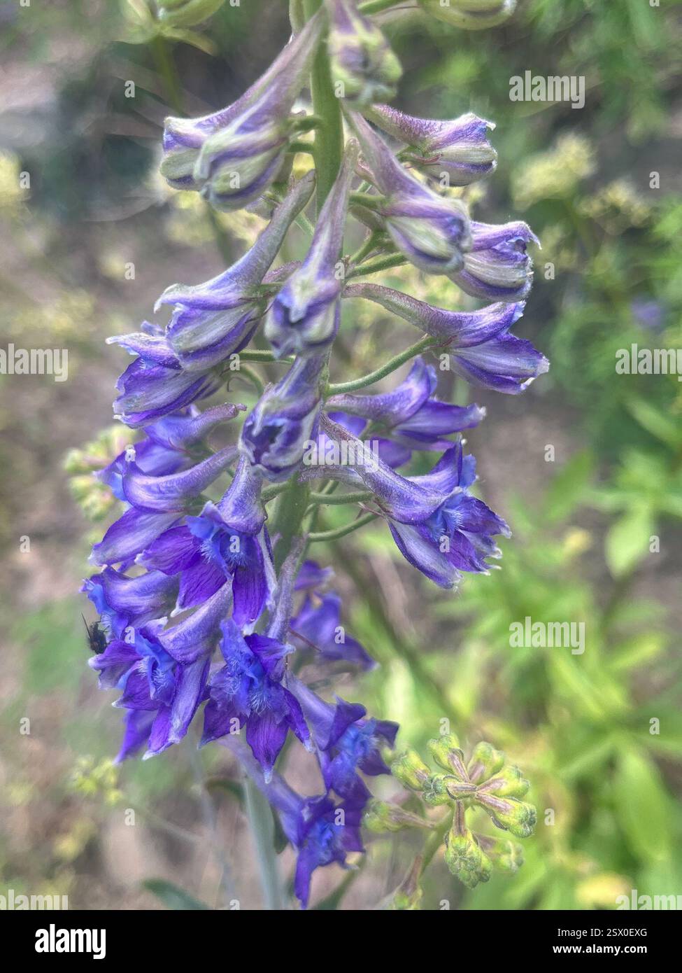 Subalpine Larkspur (Delphinium occidentale), Plantae, Cassia County, ID ...