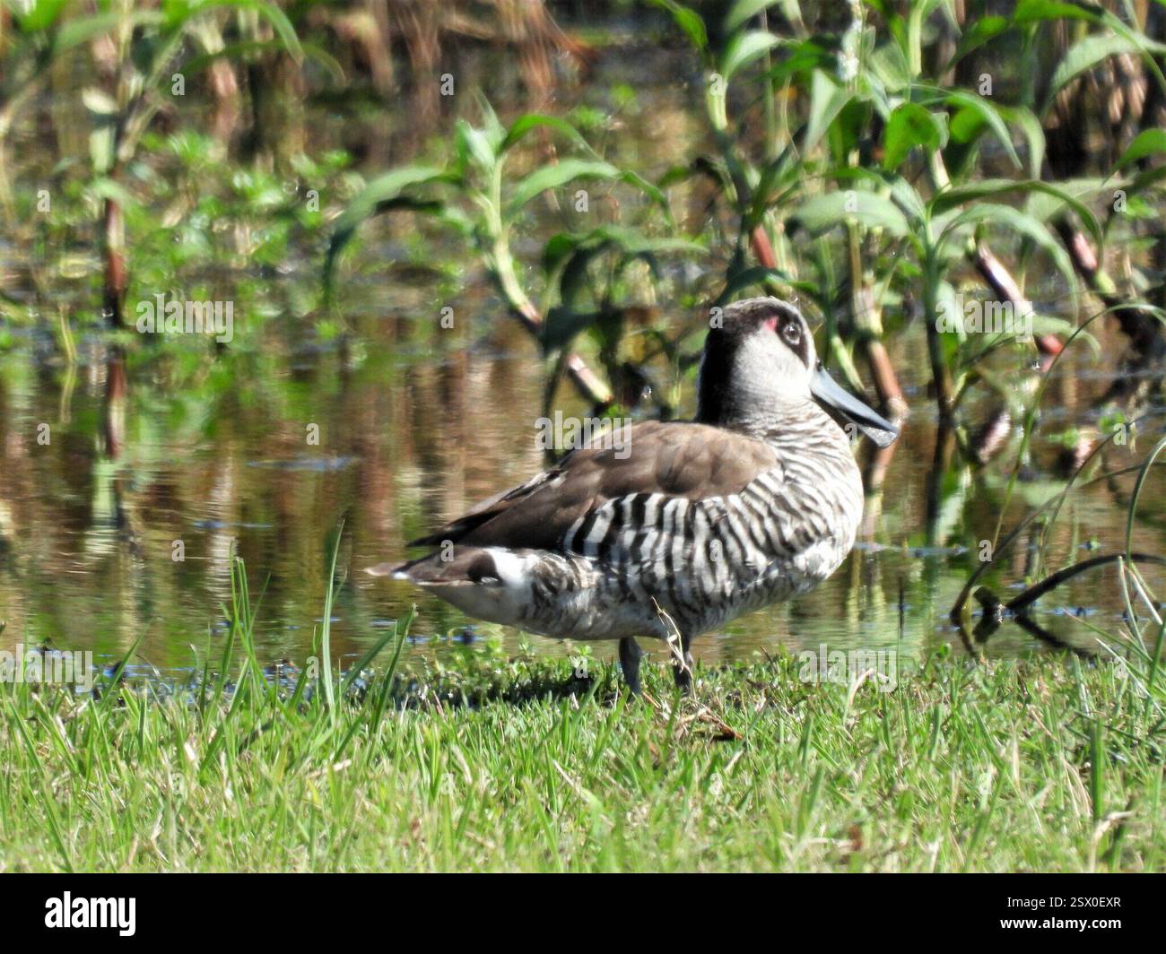 Pink-eared Duck (Malacorhynchus membranaceus), Aves, Sunshine Coast QLD ...