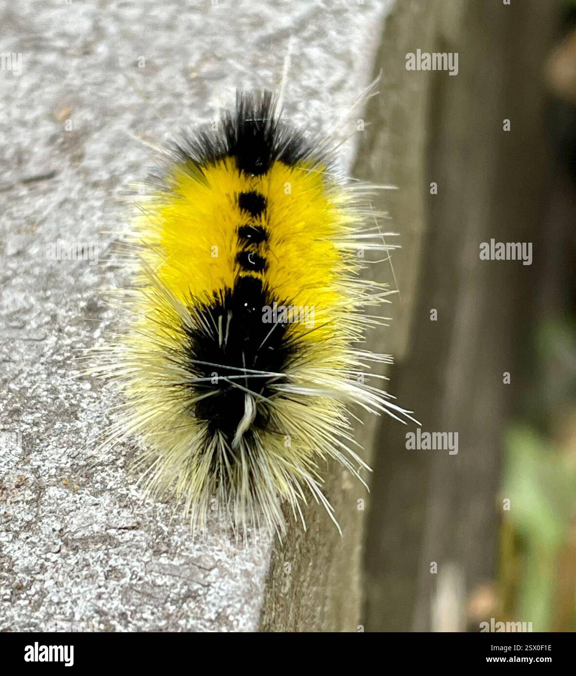 Spotted Tussock Moth (Lophocampa maculata), Insecta, Frog Pond Wetland ...