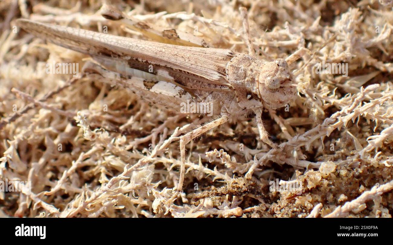 Common Digging Grasshopper (Acrotylus insubricus), Insecta, Marsa Alam ...
