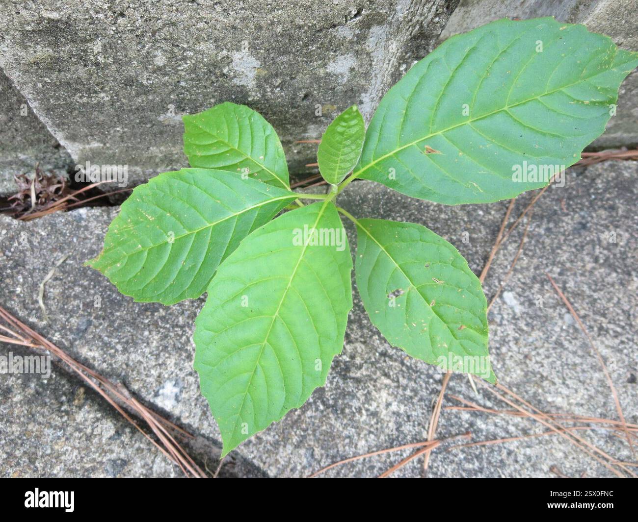 Happy tree (Camptotheca acuminata), Plantae, Windsor Forest, Savannah ...