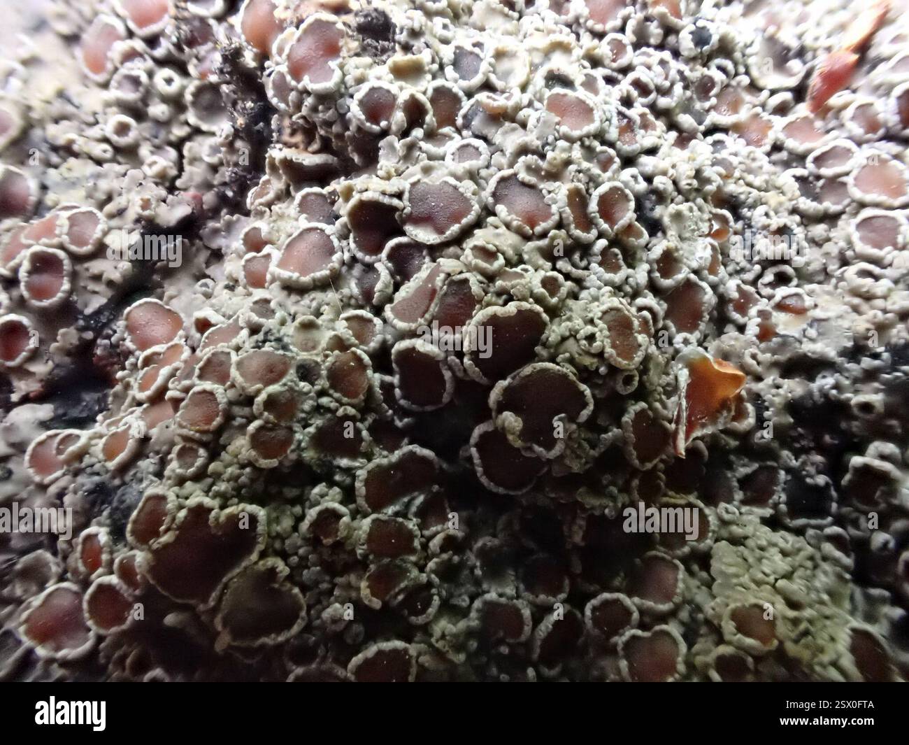 Big brown-eyed shingle (Pannaria rubiginosa), Fungi, Beinn Eighe and ...