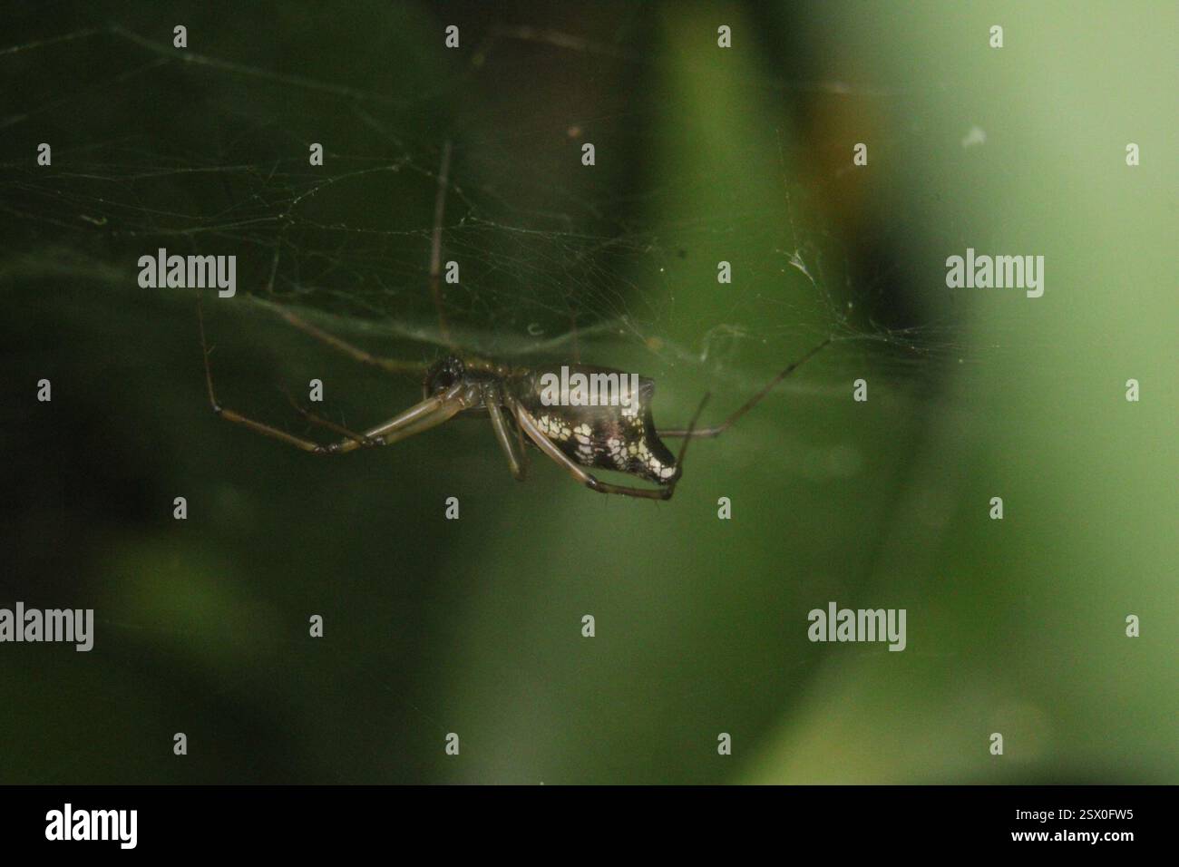 Black and White Garden Sheet-Web Spider (Microlinyphia sterilis), Arachnida, Murehwa, Zimbabwe ...