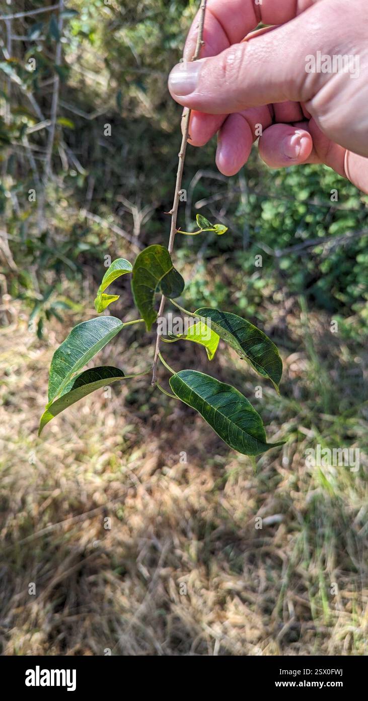 Cockspur Thorn (Maclura cochinchinensis), Plantae, Cedar Grove QLD 4285 ...