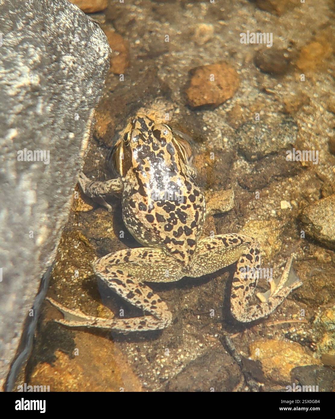 Cascades Frog (Rana cascadae), Amphibia, Pierce County, US-WA, US Stock ...