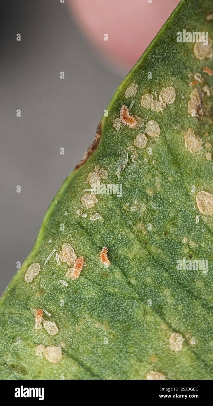 Rust-eating midges (Mycodiplosis), Insecta, Ramsgate CT11, UK, On caper ...