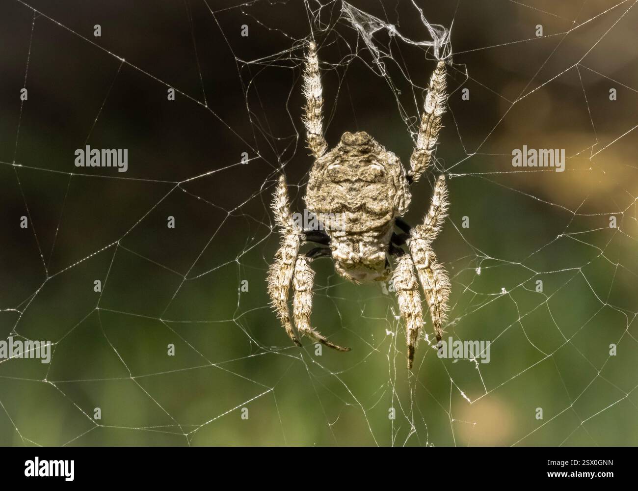 Large garden spider on its spider web in Kloof, Durban, South Africa ...