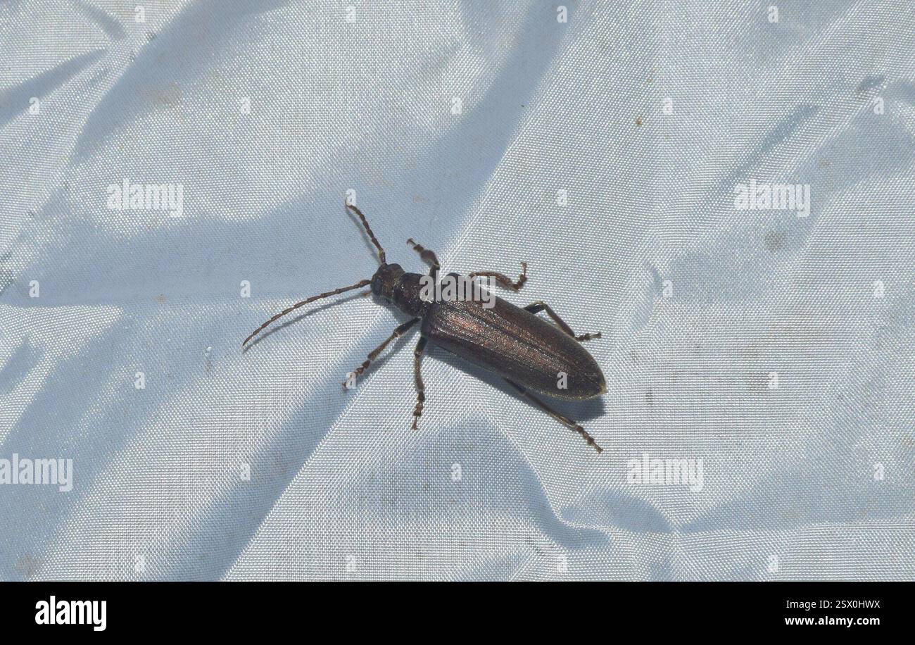 Philus hi-res stock photography and images - Alamy