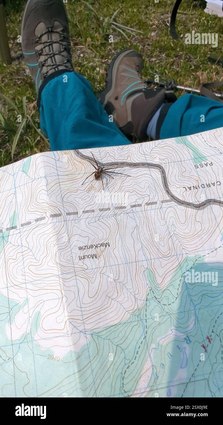 (Rhysodromus), Arachnida, Cadomin, AB T0E 0E0, Canada Stock Photo - Alamy
