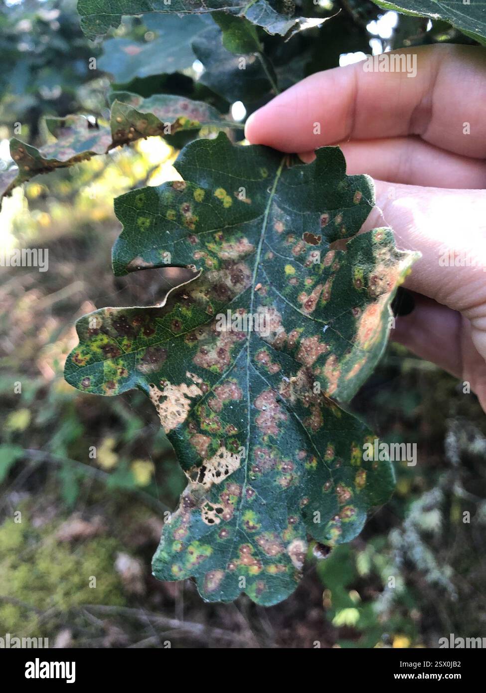 Jumping Gall Wasp (Neuroterus saltatorius), Insecta, Granville, Saanich ...