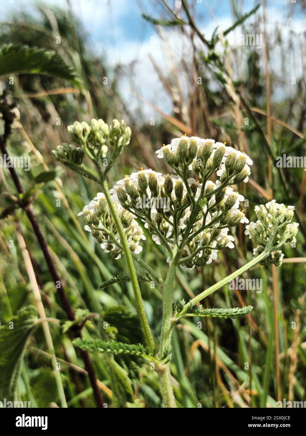 common yarrow (Achillea millefolium), Plantae, Cambridge, UK Stock ...