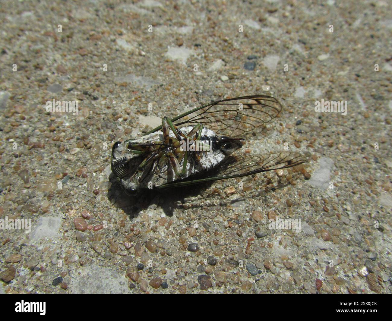 (Tacuini), Insecta, Southwest Garden, St. Louis, MO, USA, Found dead on ...