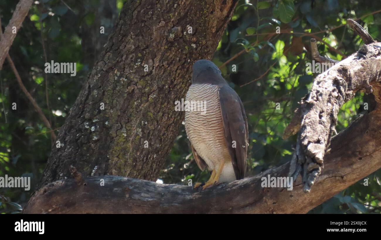 African Goshawk (Aerospiza tachiro), Aves, Thaba Chweu Local ...
