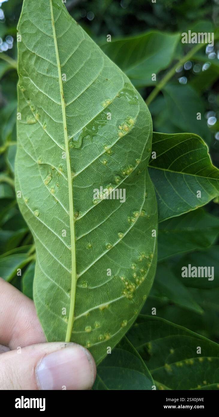 walnut leaf gall mite (Aceria tristriata), Arachnida, London E7 0JU, UK ...