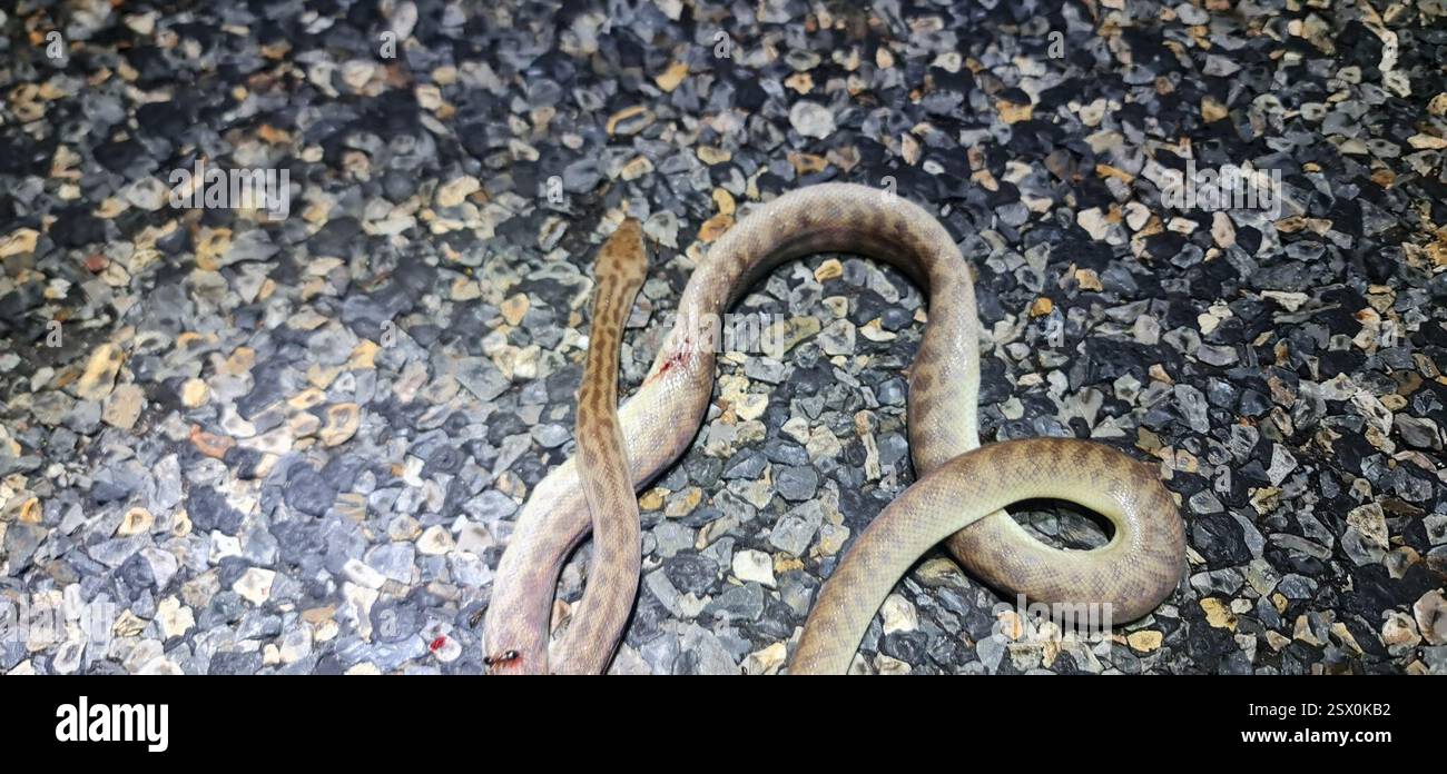 Children's Python (Antaresia childreni), Reptilia, Kakadu NT 0822 ...