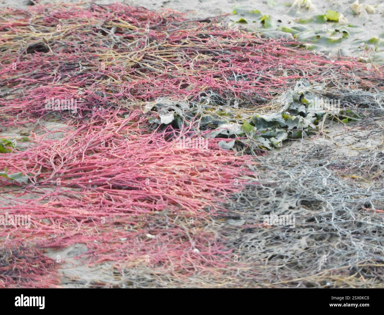 red algae (Rhodophyta), Plantae, Sussex County, DE, USA, red seaweed ...