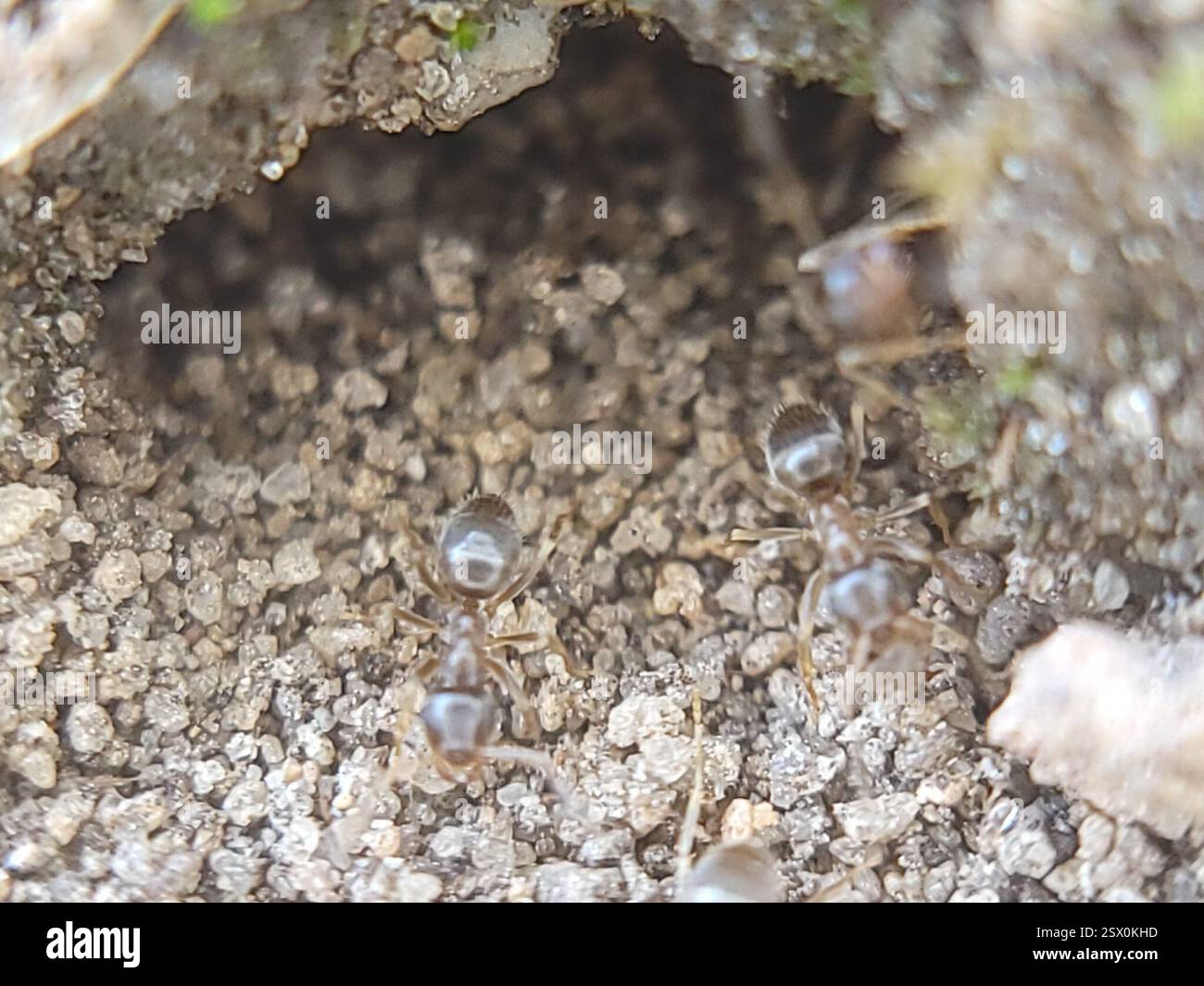 Turfgrass Ant (Lasius neoniger), Insecta, Sleeping Bear Dunes National ...