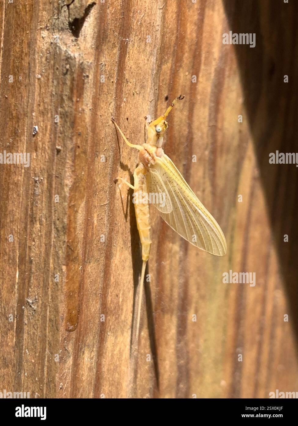 Giant Mayflies (Hexagenia), Insecta, Cherokee Trail, White Plains, GA ...