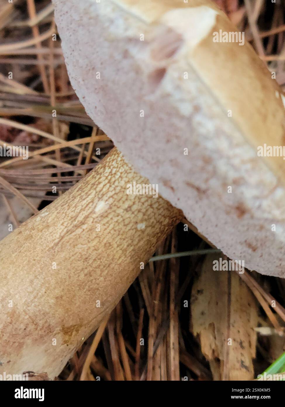 Winged and Once-winged Insects (Pterygota), Insecta, Hightown, VA 24465 ...