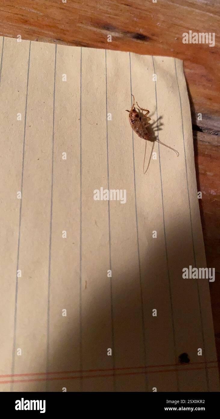 Tawny Cockroach (Ectobius pallidus), Insecta, Vinalhaven Stock Photo ...