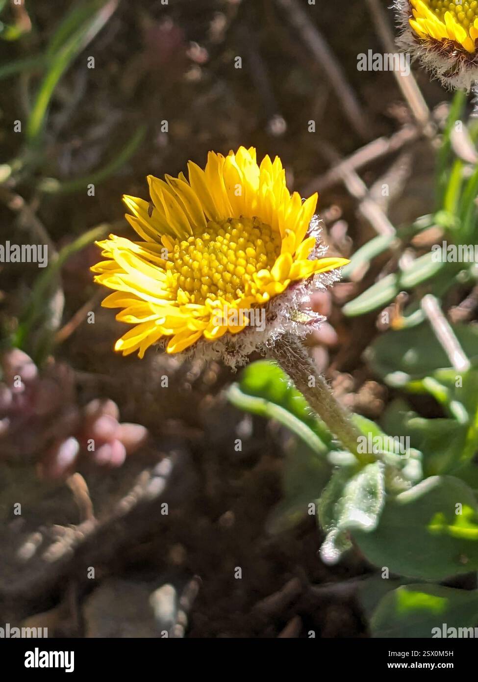 Alpine Yellow Fleabane (Erigeron aureus), Plantae, Leavenworth, WA ...