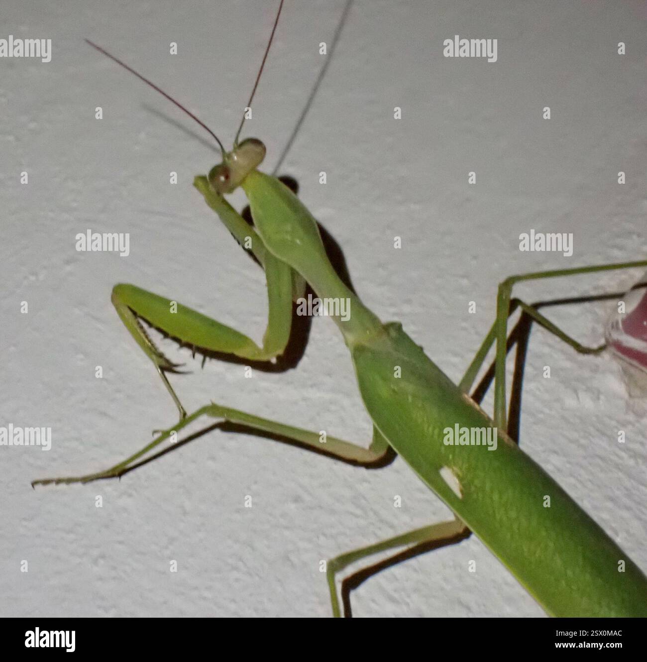 Giant African Mantis (Sphodromantis viridis), Insecta, Hilton Marsa ...