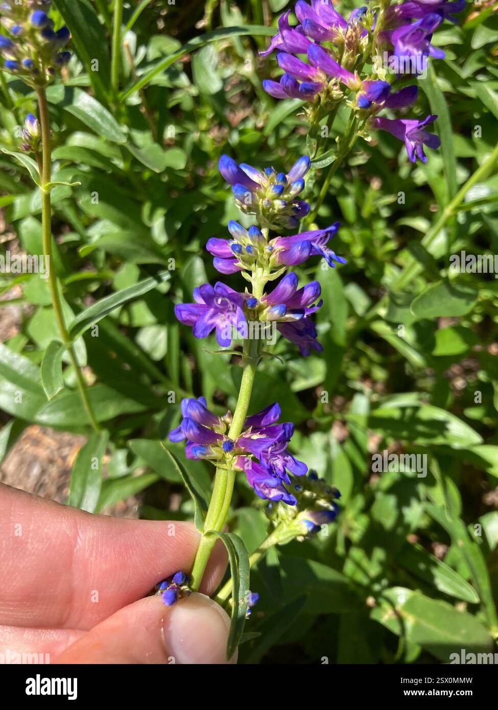 beardtongues (Penstemon), Plantae, Crater Lake National Park, Chiloquin ...