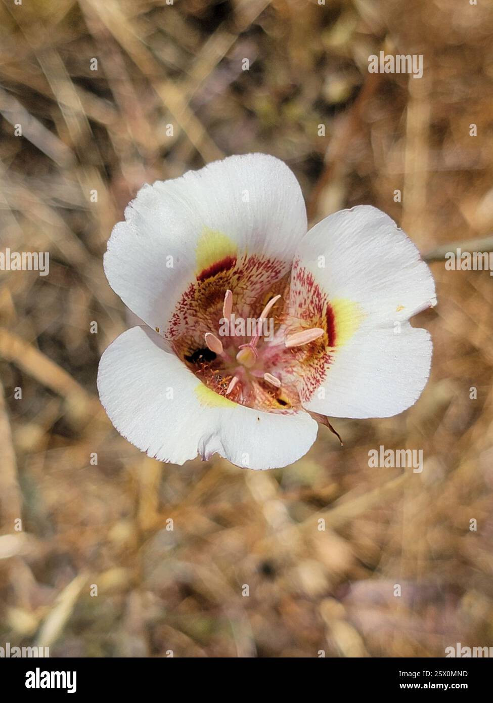 clay mariposa lily (Calochortus argillosus), Plantae, Woodside, CA, USA ...