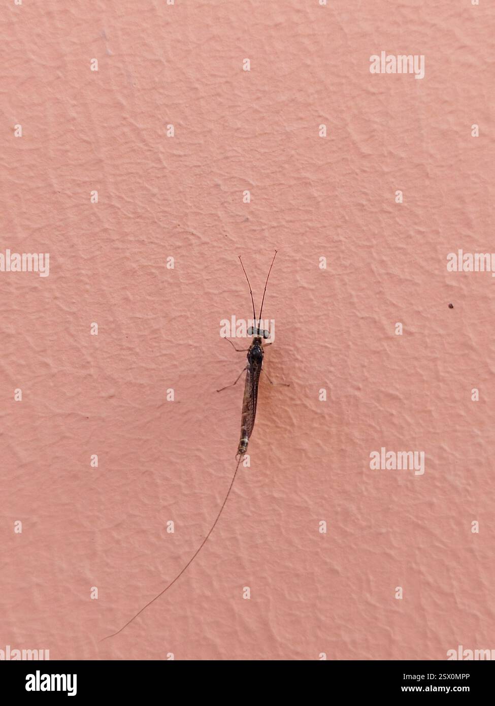 Drake Mackerel (Ephemera vulgata), Insecta, Псков, Псковская обл ...