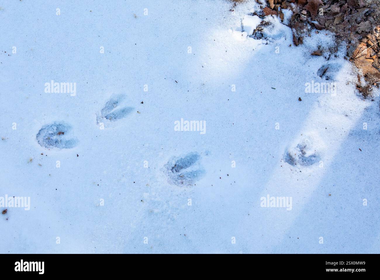 White tailed deer hoof hi-res stock photography and images - Alamy