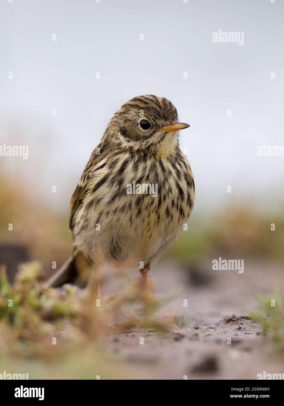 Cute Meadow Pipit (Anthus pratensis) standing on ground Stock Photo - Alamy