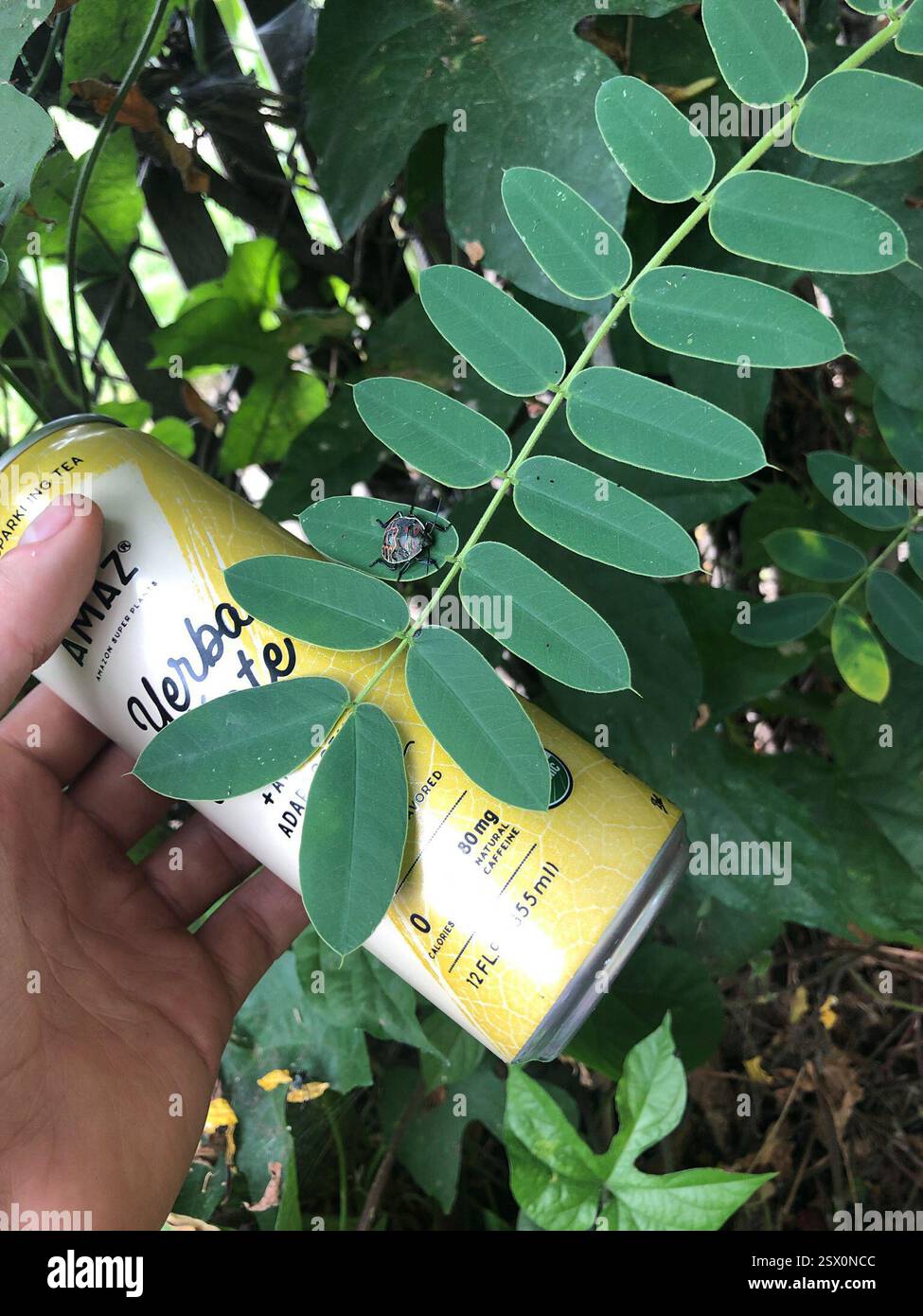 (Pellaea stictica), Insecta, Nutwood Ave, Fullerton, CA, US, Aluminum ...