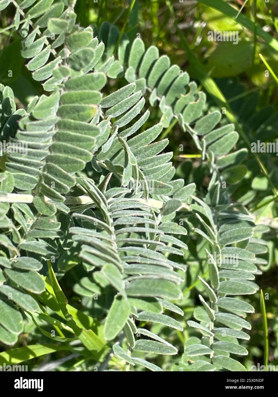 leadplant (Amorpha canescens), Plantae, Custer Gallatin National Forest ...